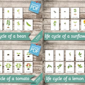 LIFE CYCLE BUNDLE • 12 Life Cycles • Montessori Cards Flash Cards ...