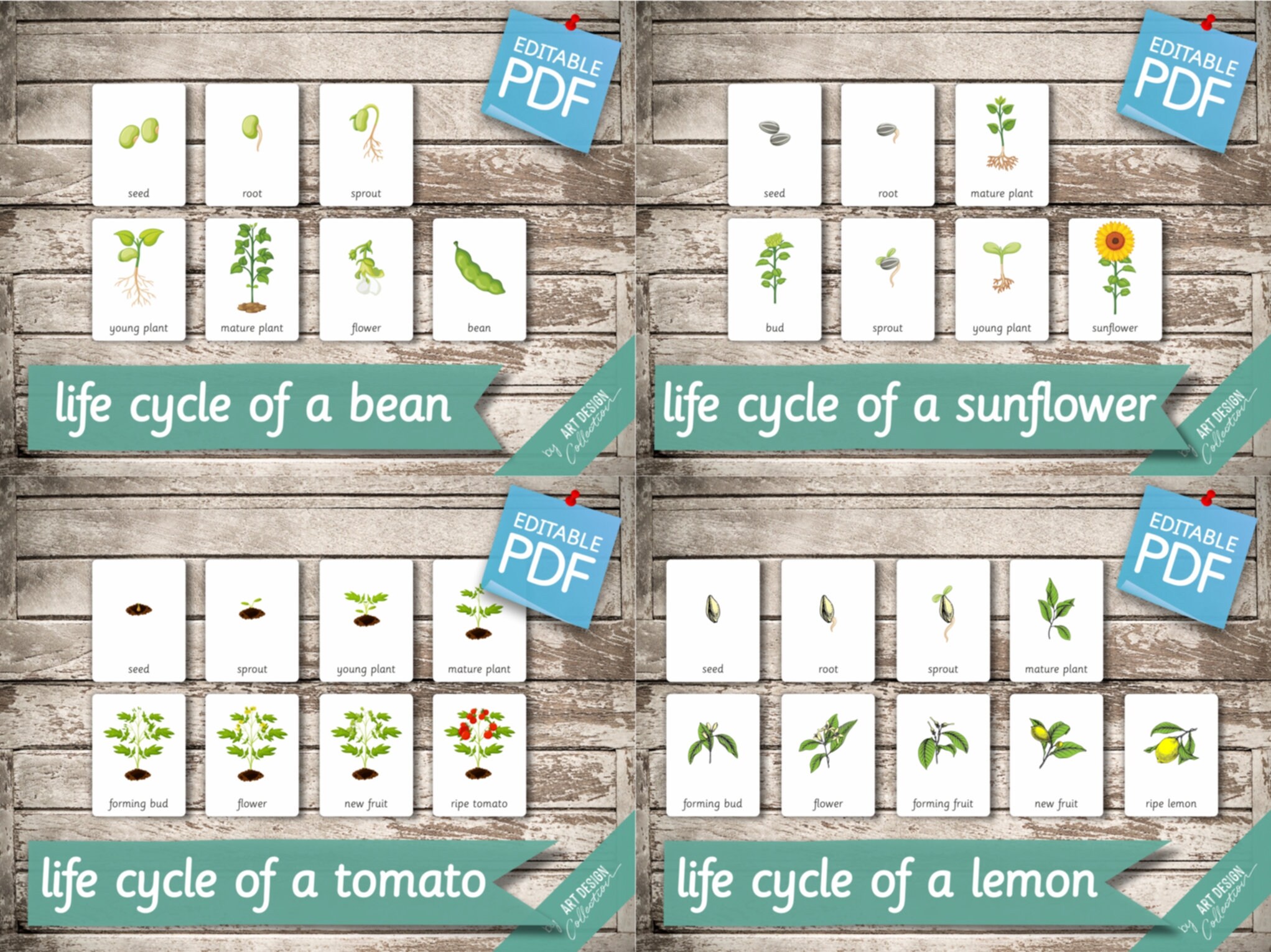 LIFE CYCLE BUNDLE • 12 Life Cycles • Montessori Cards Flash Cards ...