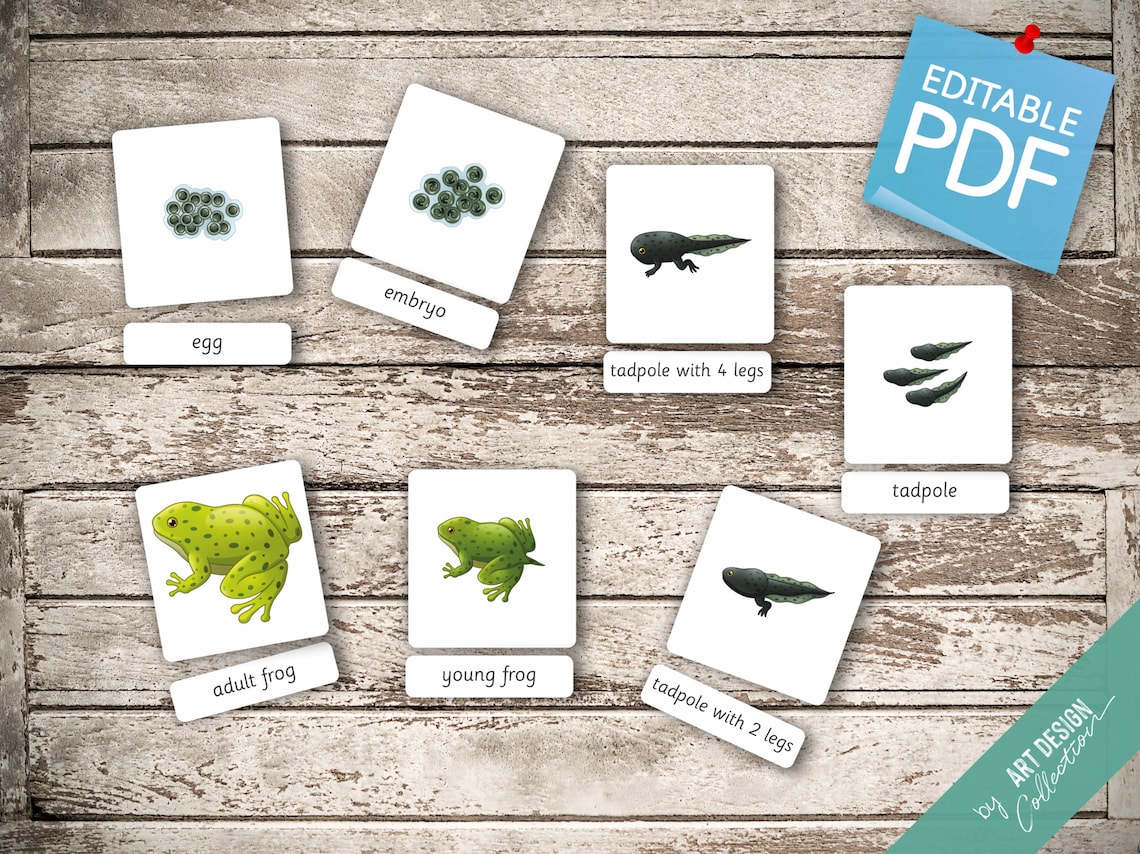 LIFE CYCLE of a FROG 8 Montessori Cards Flash Cards - Etsy