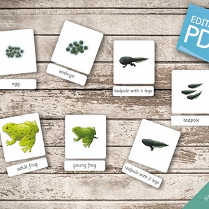 LIFE CYCLE of a FROG • 8 Montessori Cards • Flash Cards Nomenclature ...