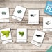 LIFE CYCLE of a FROG 8 Montessori Cards Flash Cards - Etsy