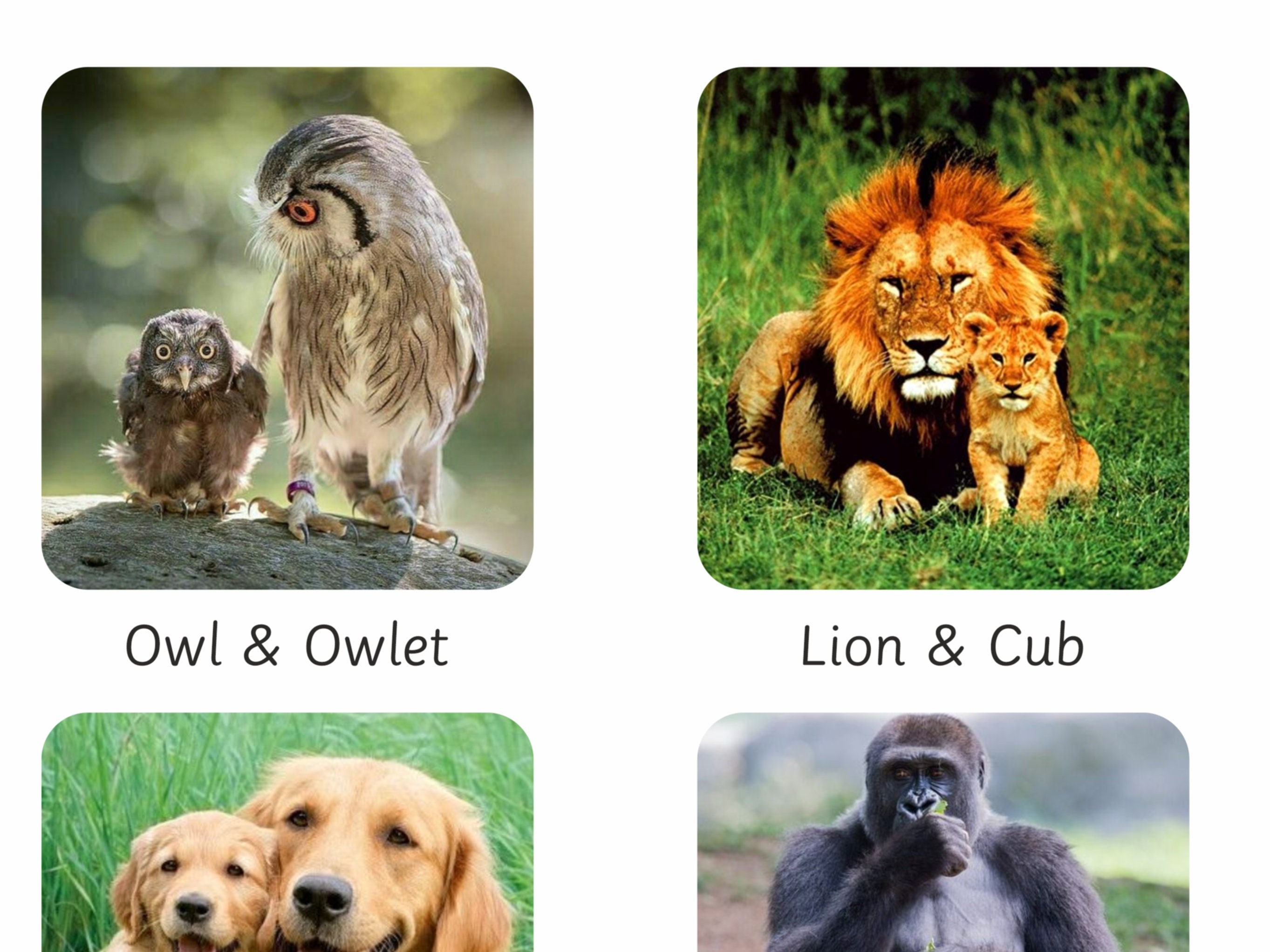 ANIMALS & BABIES POSTER • Montessori Poster • Montessori Educational ...