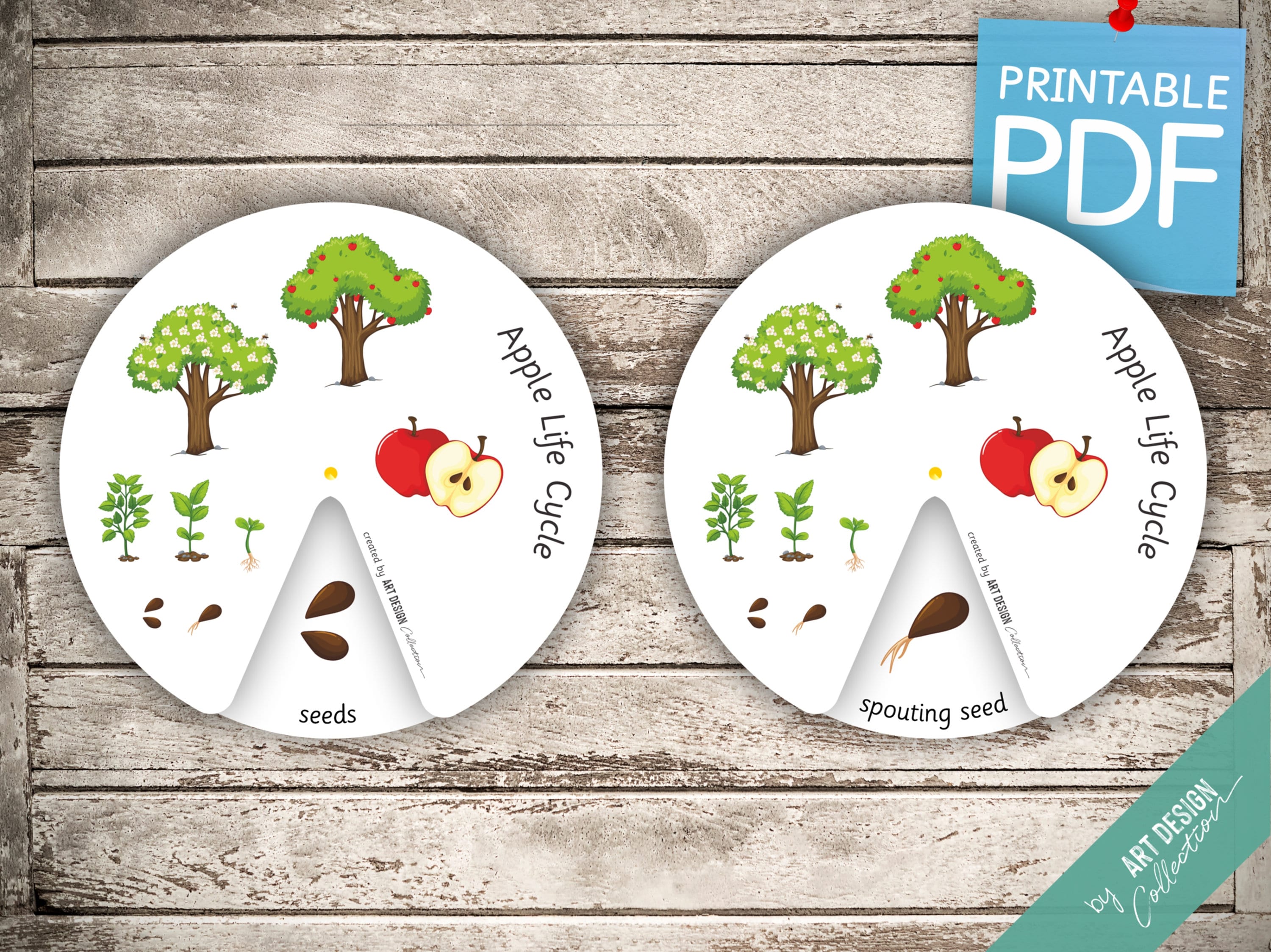 APPLE LIFE CYCLE Wheel • Montessori Busy Book Activity Nomenclature ...