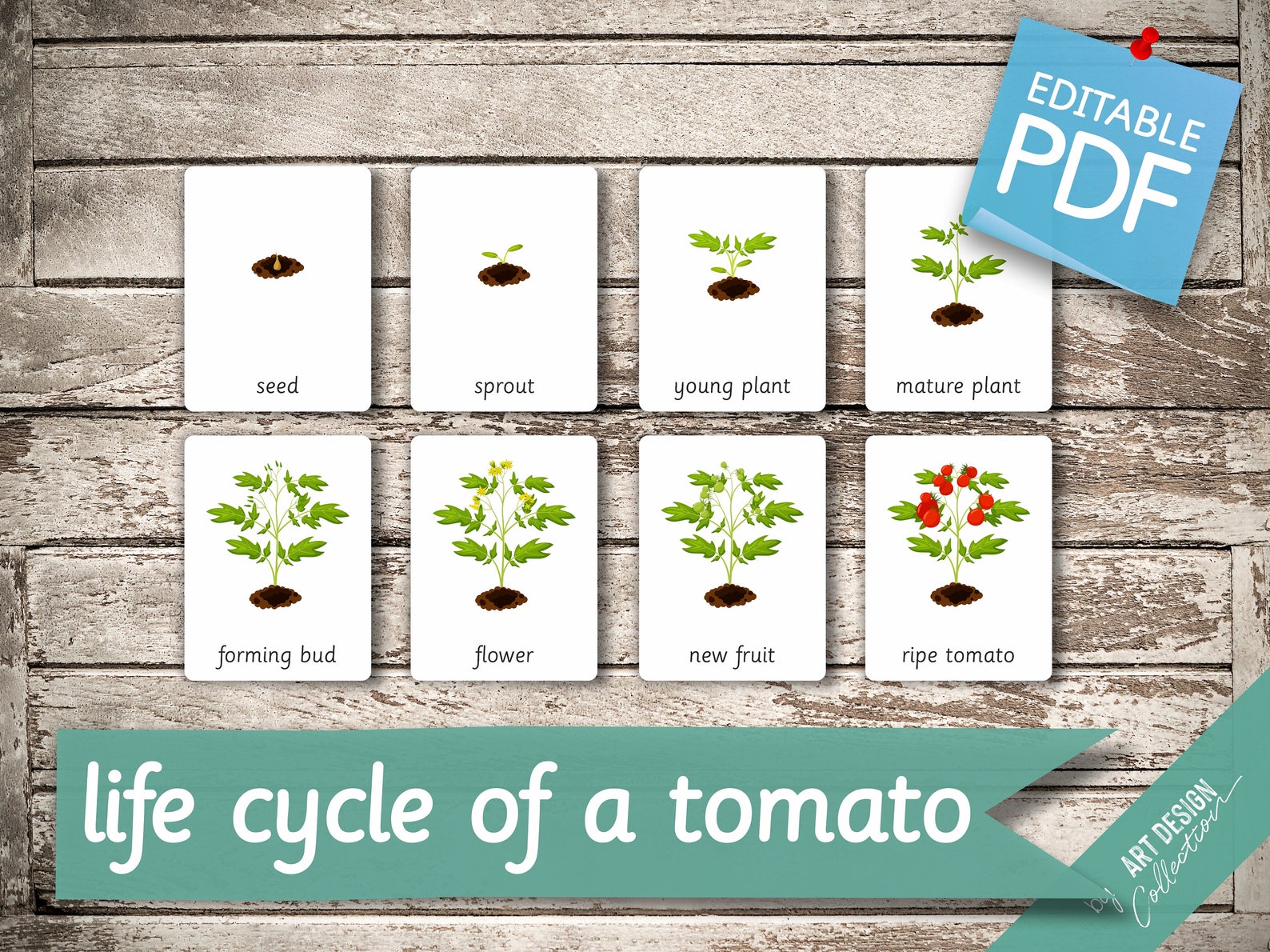 LIFE CYCLE of a TOMATO 9 Editable Montessori Cards Flash | Etsy