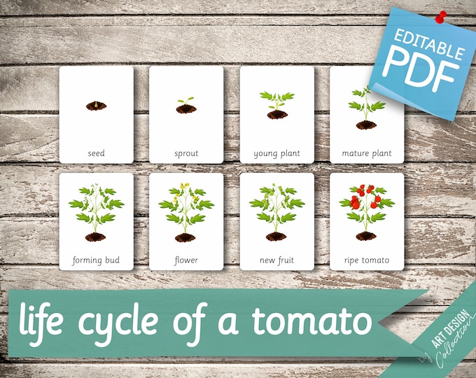 Life Cycle of a Tomato Plant Pack - Etsy Canada