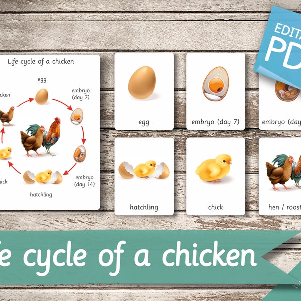 Life Cycle Chicken Flash Cards - Etsy Australia