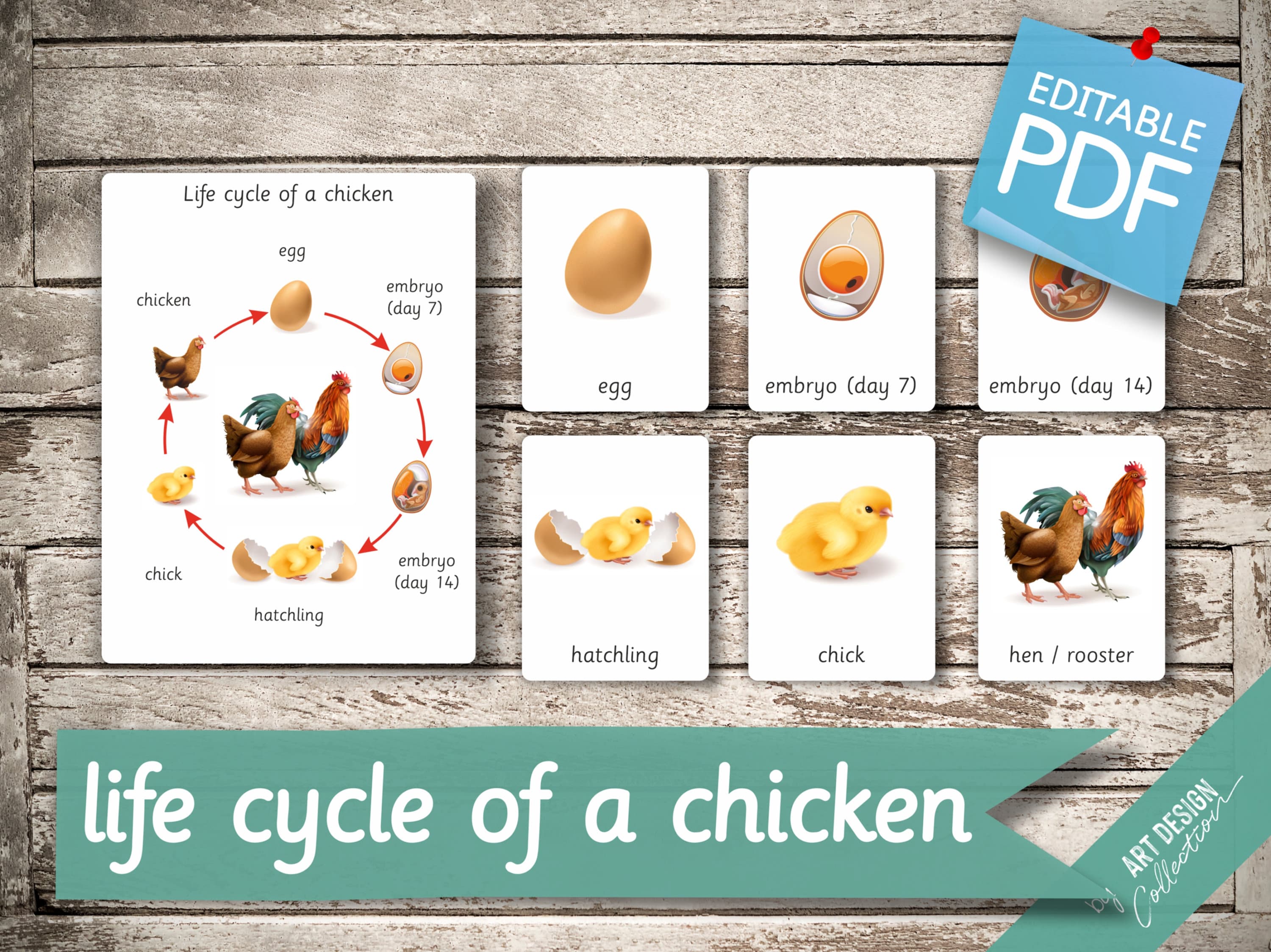 LIFE CYCLE of a CHICKEN 7 Montessori Cards Flash Cards | Etsy Australia