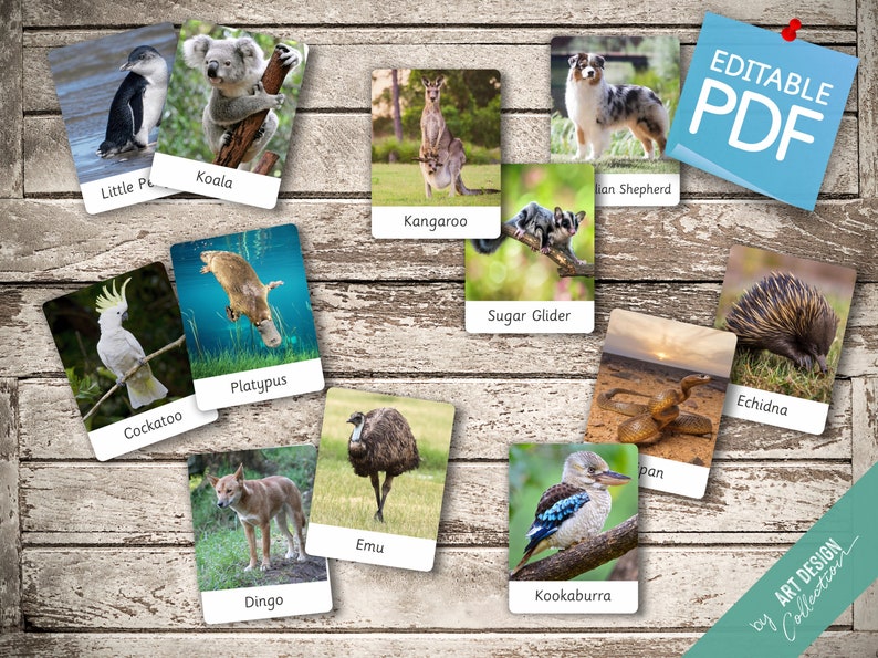 AUSTRALIAN ANIMALS 32 Editable Montessori Cards Flash - Etsy