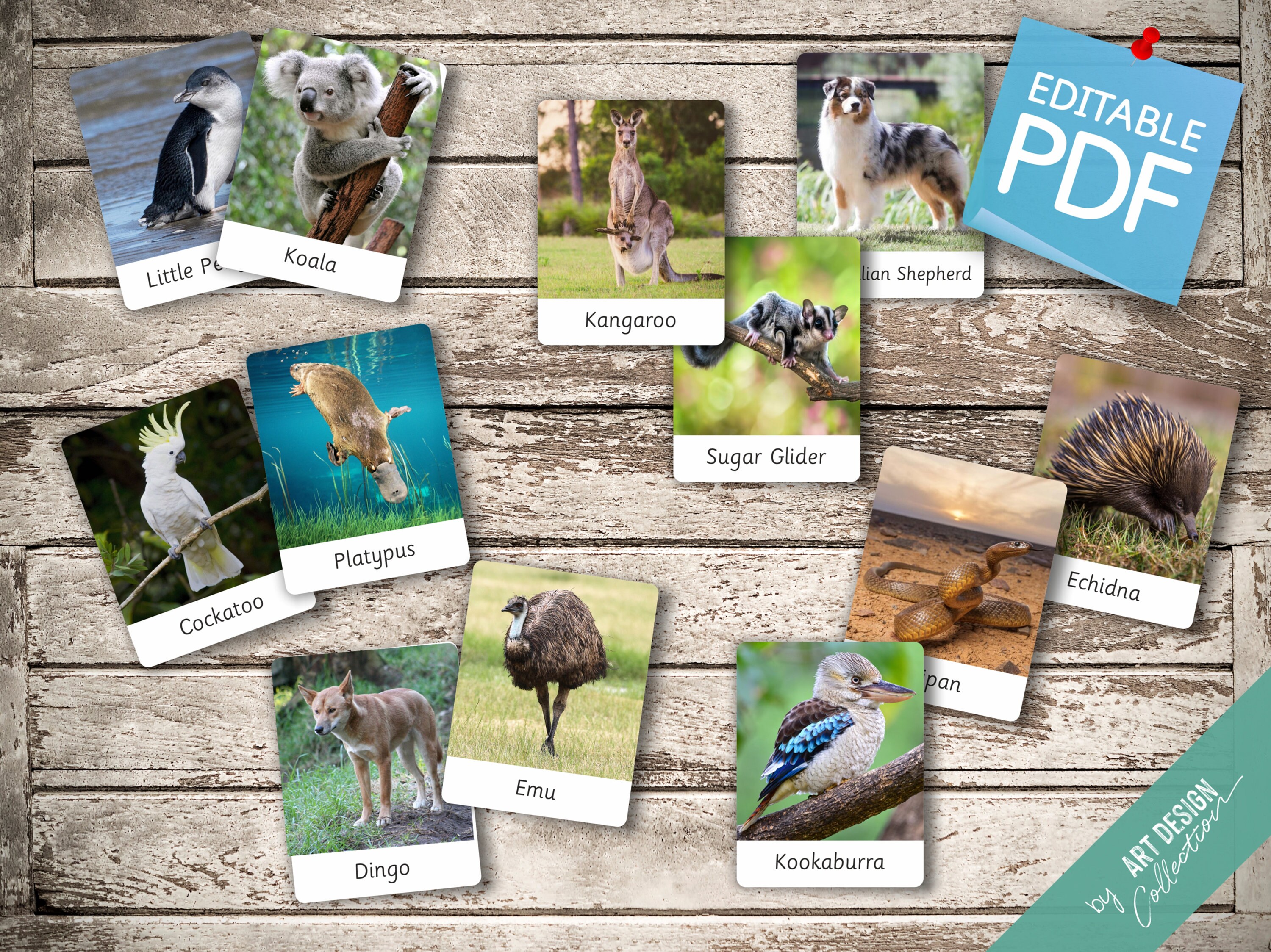 AUSTRALIAN ANIMALS 32 Editable Montessori Cards Flash - Etsy