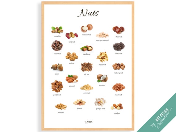 NUTS POSTER Montessori Poster Montessori Educational - Etsy