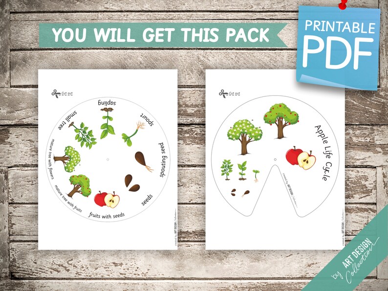 APPLE LIFE CYCLE Wheel Montessori Busy Book Activity - Etsy