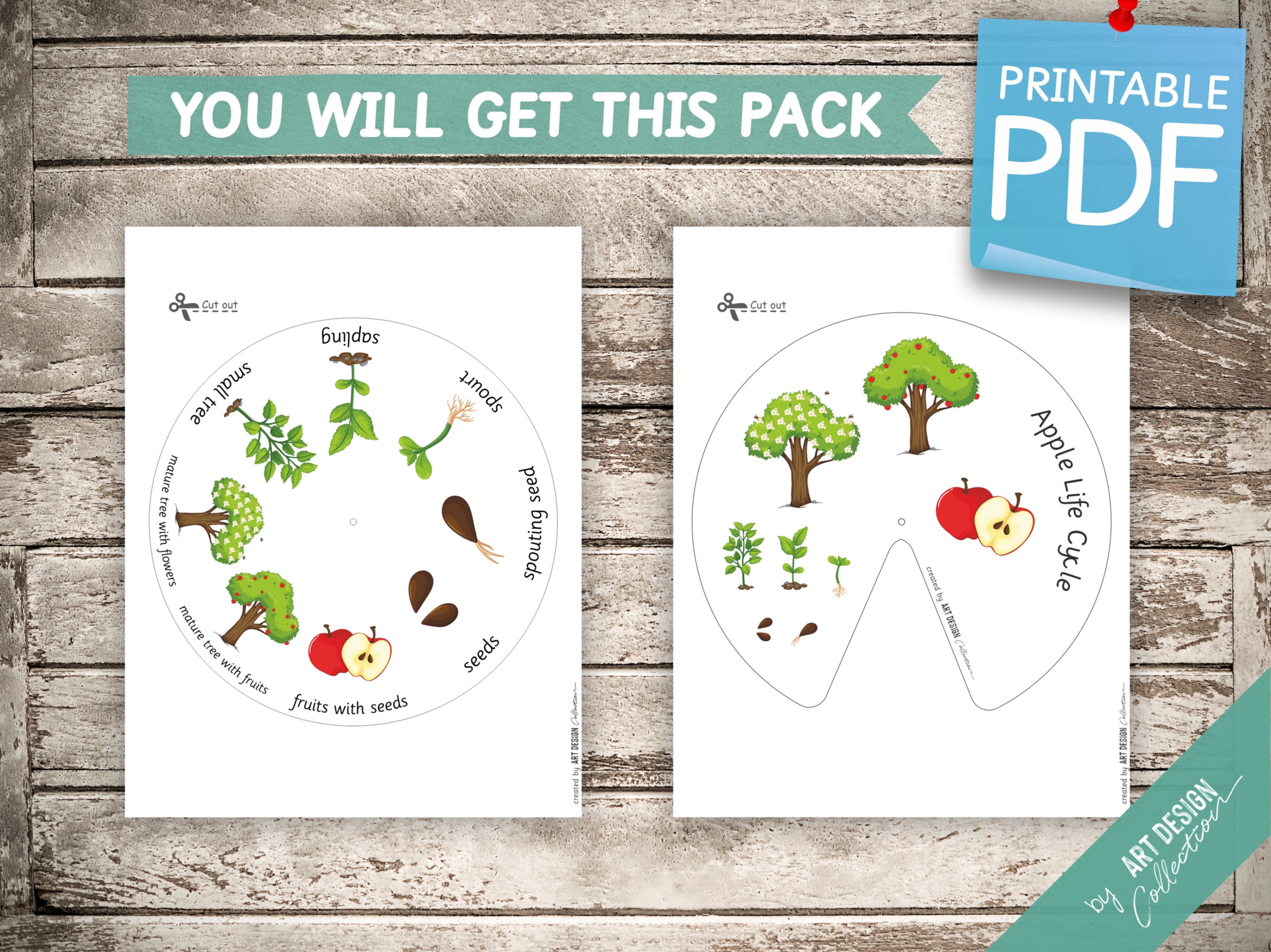 APPLE LIFE CYCLE Wheel • Montessori Busy Book Activity Nomenclature ...