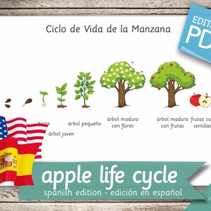 APPLE LIFE CYCLE Spanish Edition • 10 Spanish and 10 English Editable ...