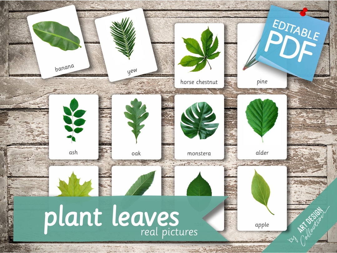 PLANT LEAVES real Pictures 32 Editable Montessori Cards Flash Cards ...