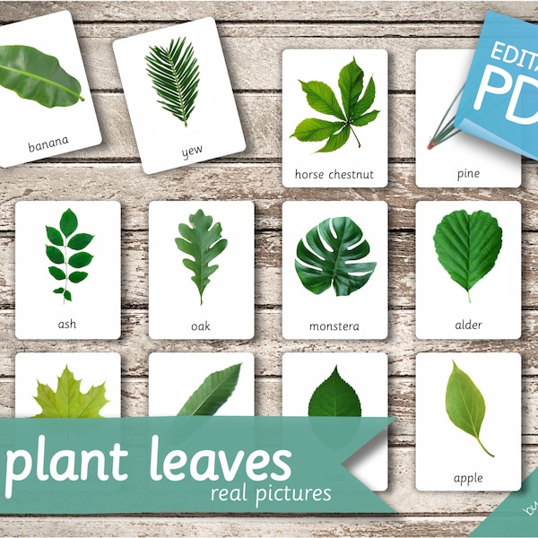 Plant Flash Cards - Etsy