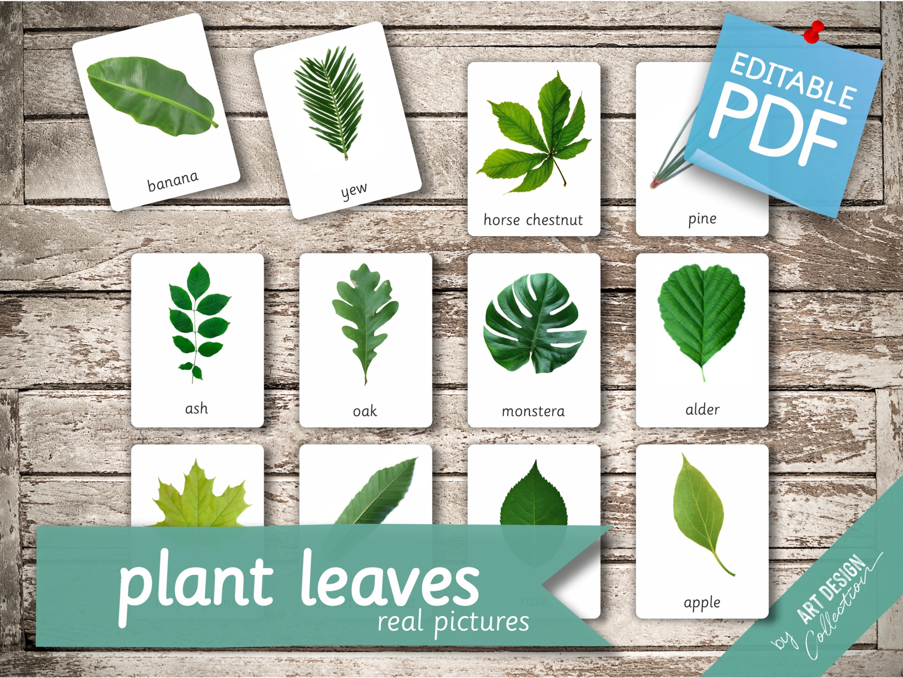 PLANT LEAVES real Pictures 32 Editable Montessori Cards - Etsy