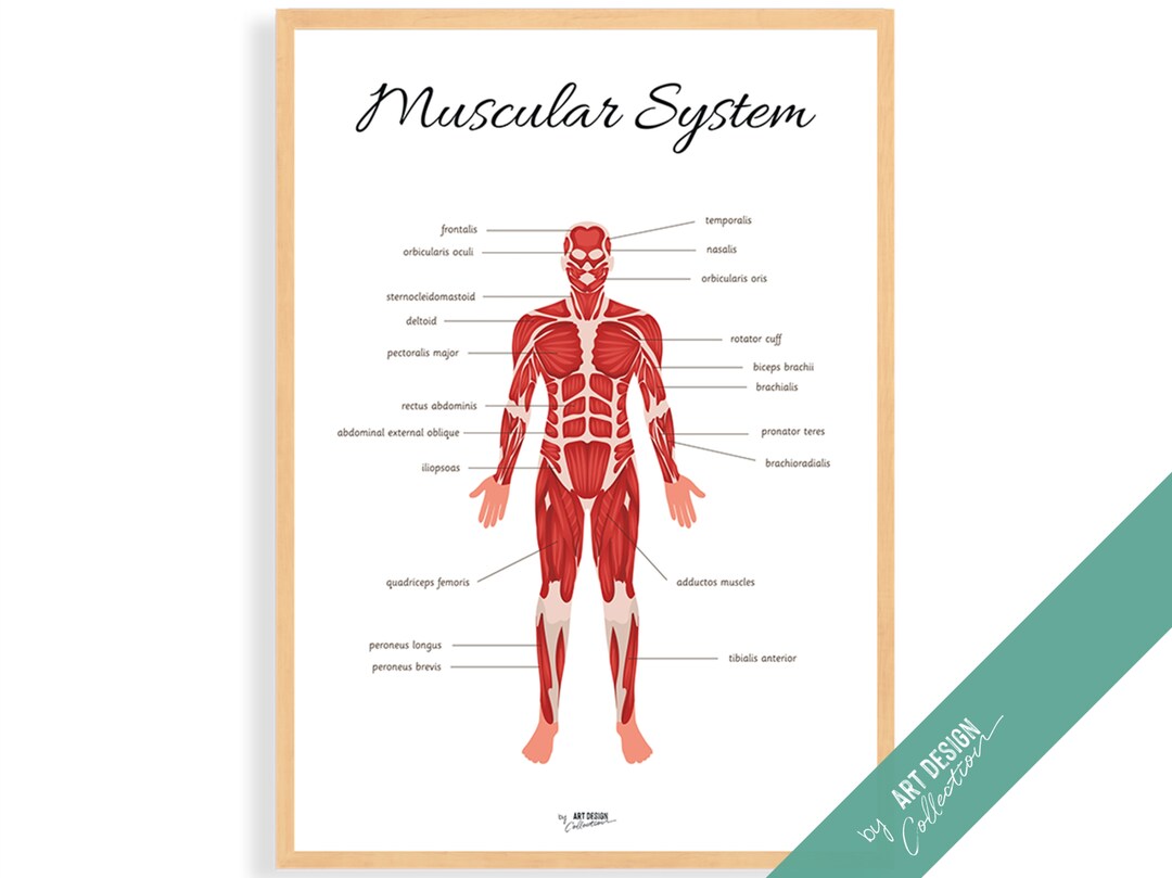 MUSCULAR SYSTEM • Montessori Poster • Montessori Educational ...