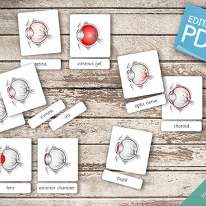 EYE ANATOMY • 15 Editable Montessori Cards • Flash Cards Nomenclature ...