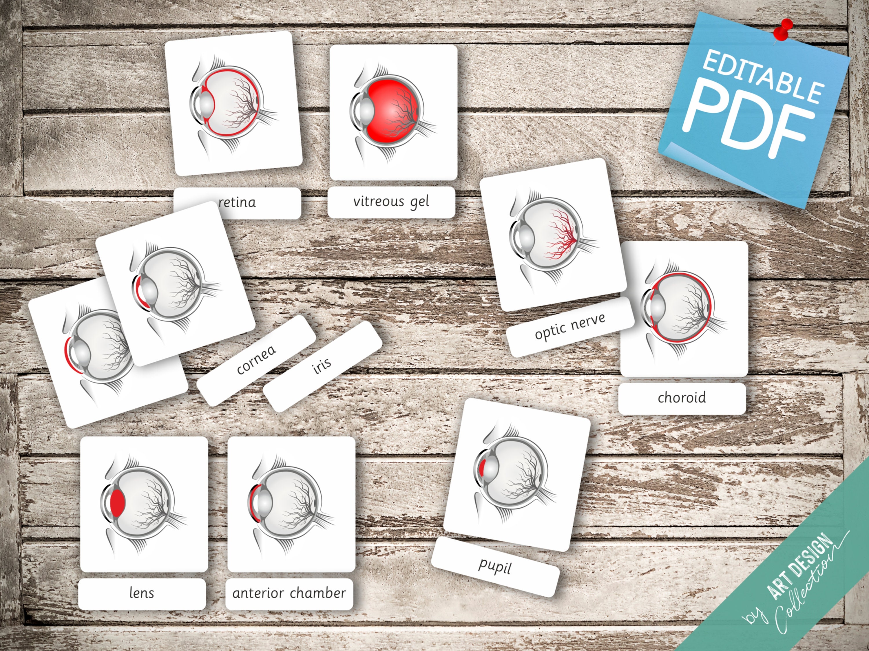 EYE ANATOMY 15 Editable Montessori Cards Flash Cards | Etsy