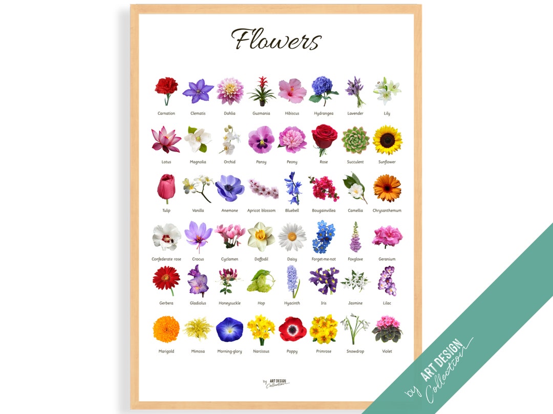 FLOWERS POSTER • Montessori Poster • Montessori Educational ...