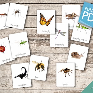 INSECTS • 22 Editable Montessori Cards • Flash Cards Nomenclature ...