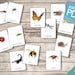 INSECTS 22 Editable Montessori Cards Flash Cards Nomenclature ...