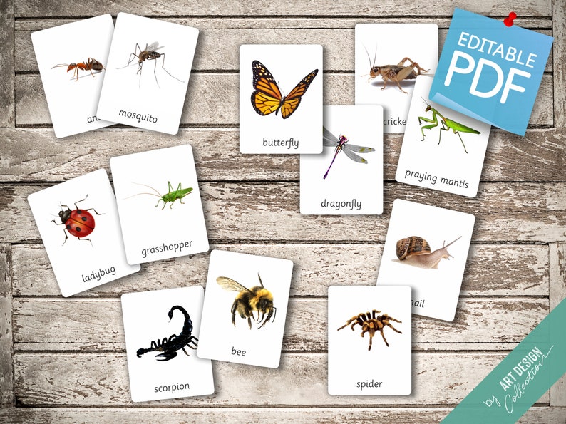 INSECTS 22 Editable Montessori Cards Flash Cards - Etsy