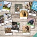 AFRICA ANIMALS 28 Editable Montessori Cards Flash Cards Nomenclature ...