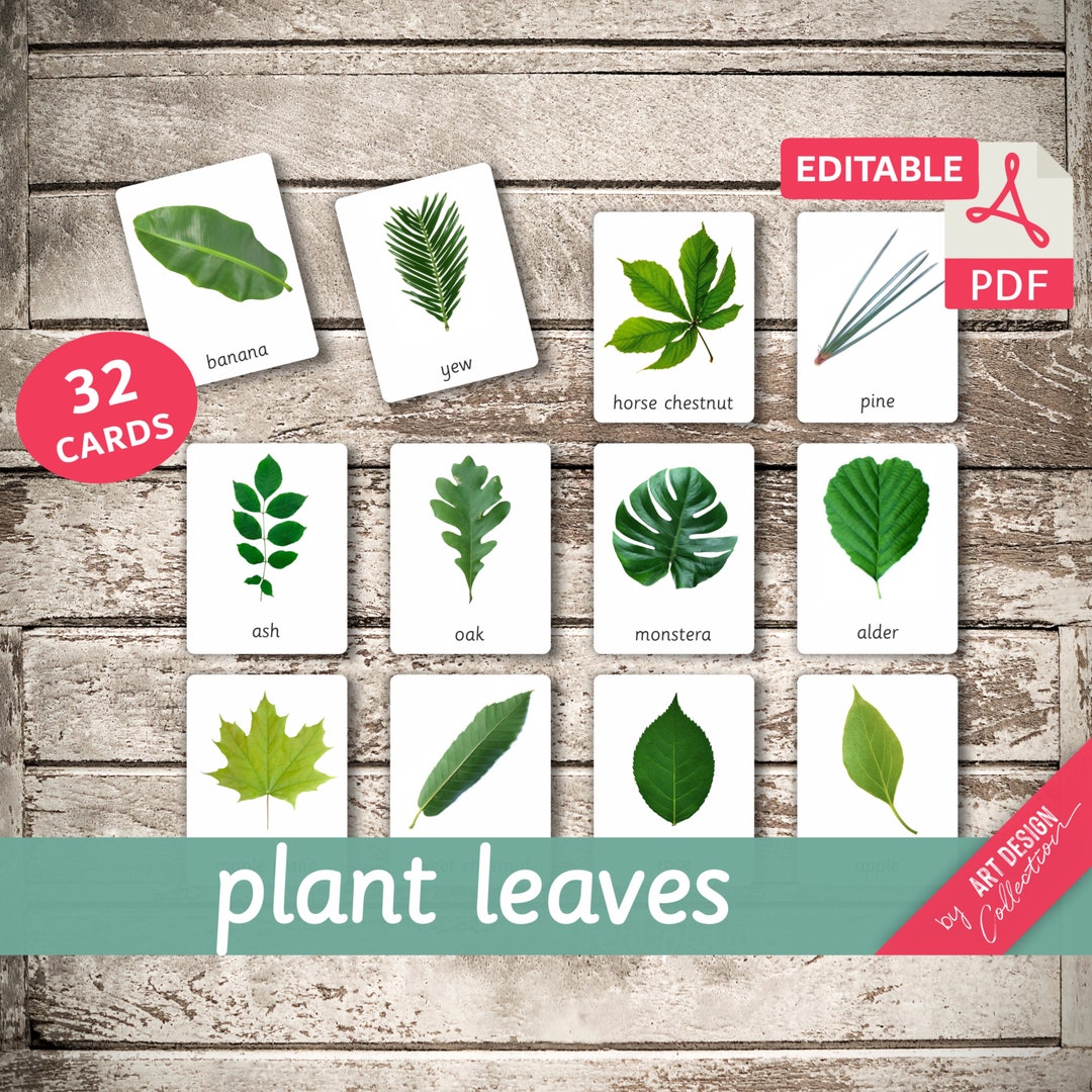 PLANT LEAVES (real Pictures) • 32 Editable Montessori Cards • Flash ...