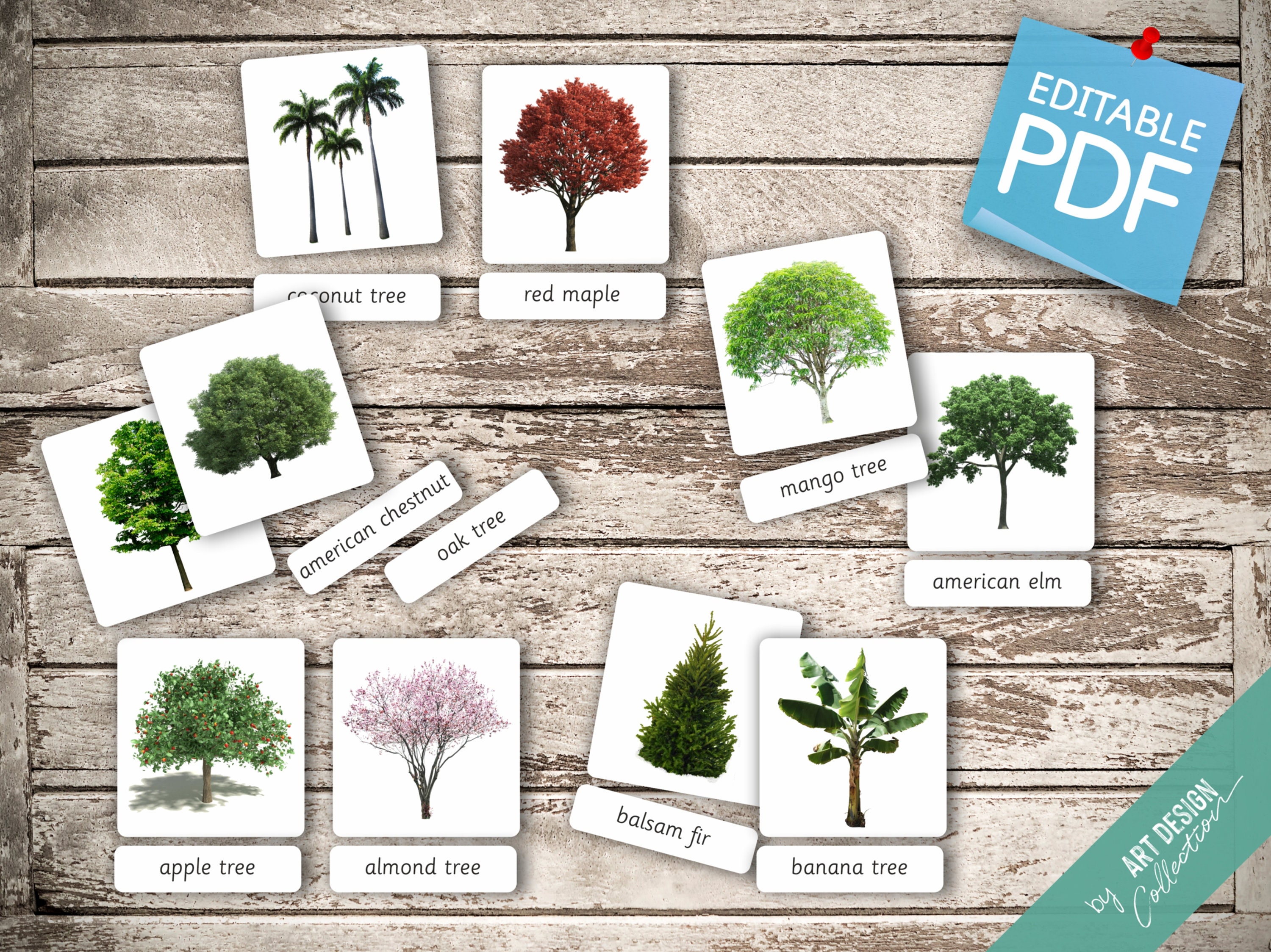 TREES real Pictures 32 Editable Montessori Cards Flash - Etsy
