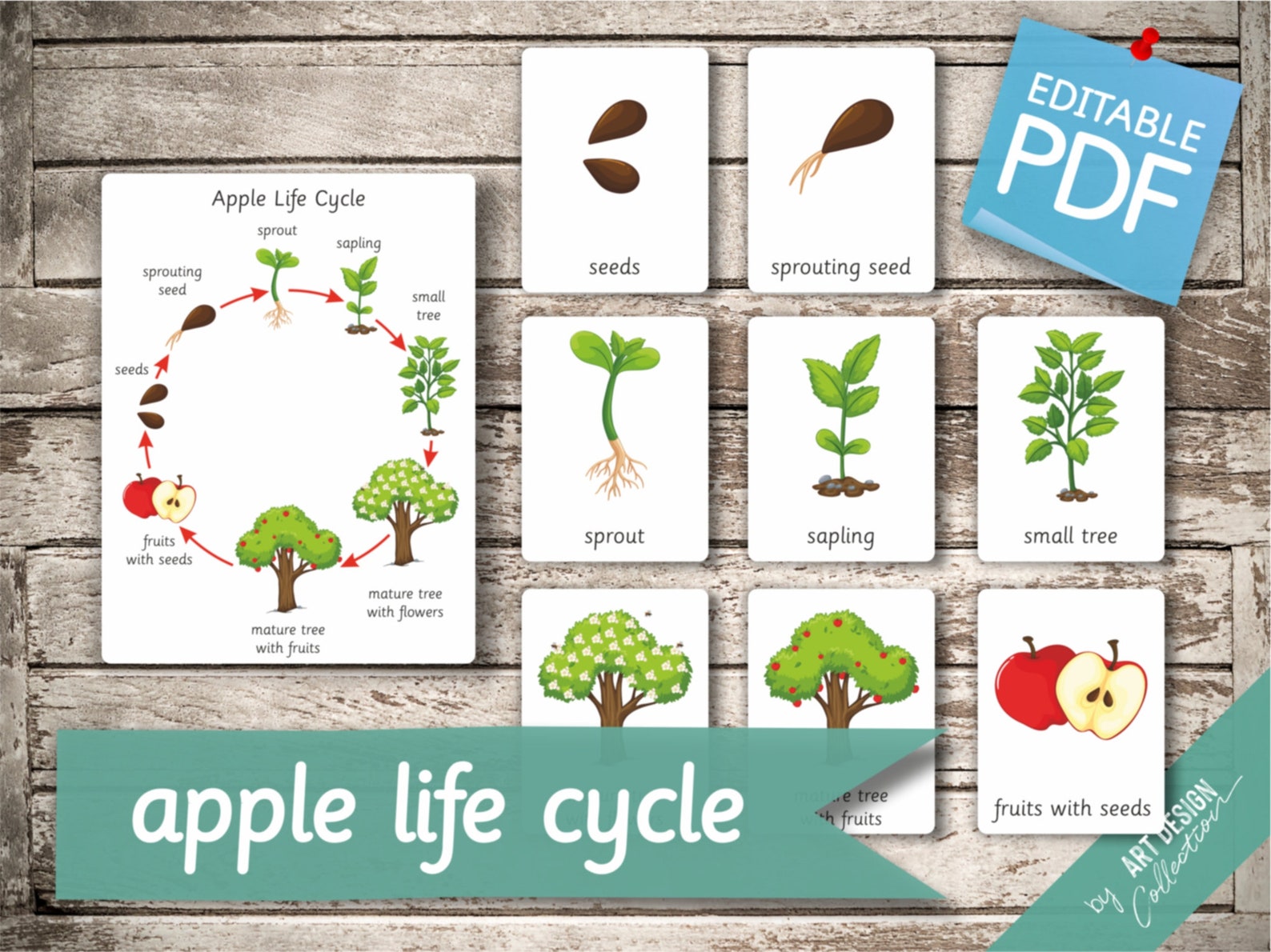 LIFE CYCLE BUNDLE 12 Life Cycles Montessori Cards Flash - Etsy Canada