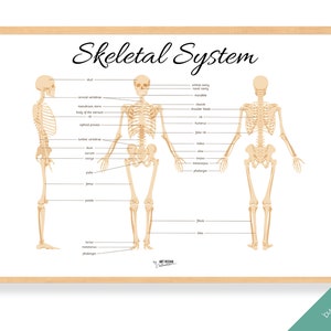 SKELETAL SYSTEM • Montessori Poster • Montessori Educational ...