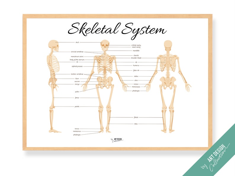 SKELETAL SYSTEM • Montessori Poster • Montessori Educational ...