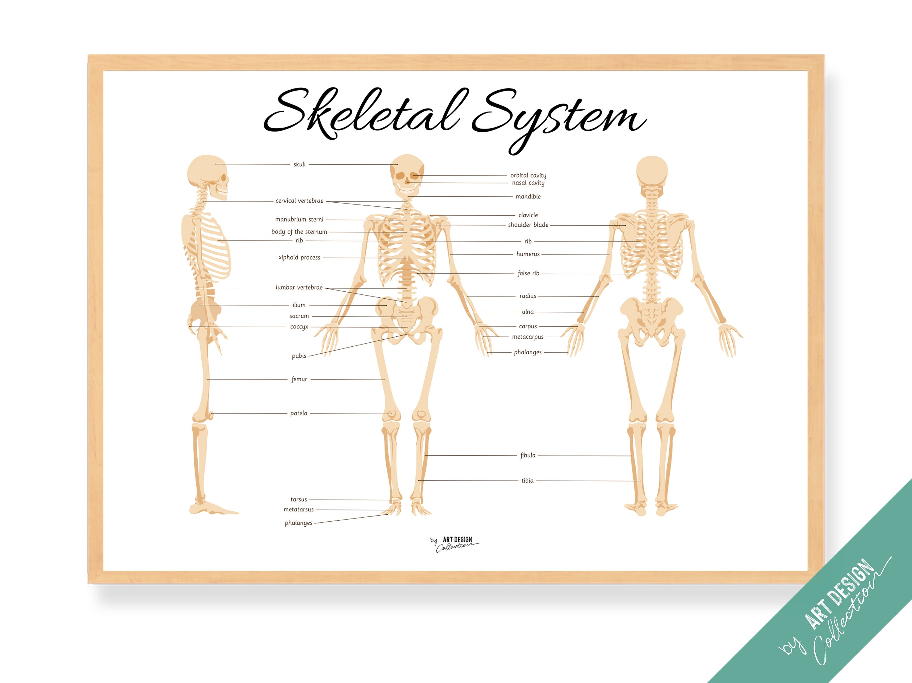 SKELETAL SYSTEM Montessori Poster Montessori Educational | Etsy