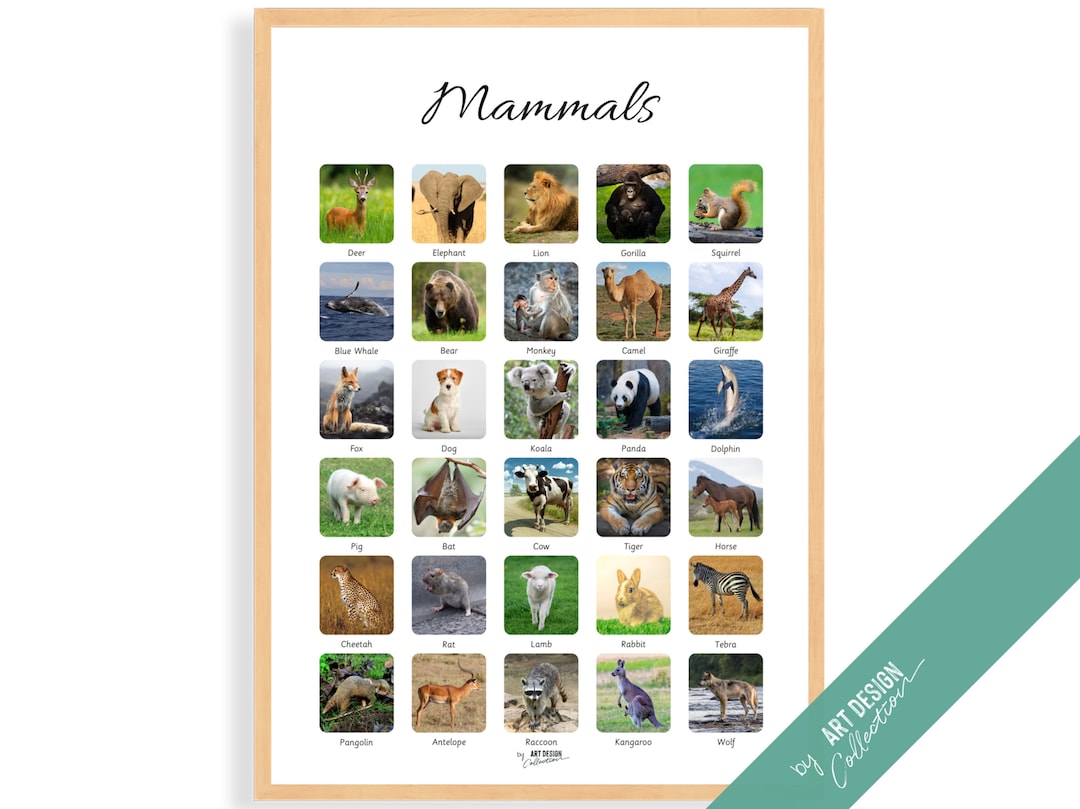 MAMMALS POSTER • Montessori Poster • Montessori Educational ...