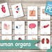 Human Organs 18 Editable Montessori Cards Flash Cards | Etsy