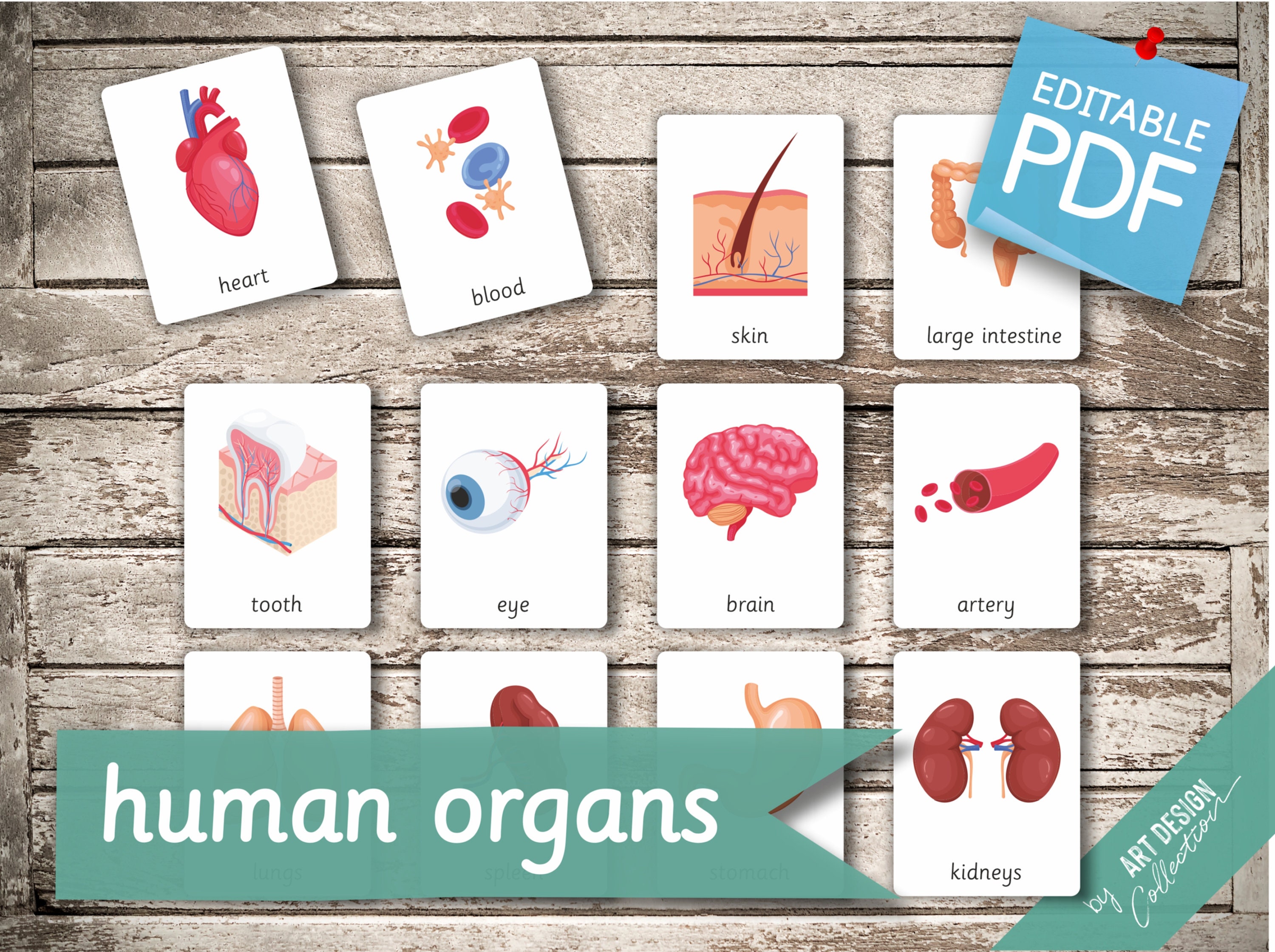 Human Organs 18 Editable Montessori Cards Flash Cards | Etsy New Zealand