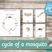 LIFE CYCLE BUNDLE 12 Life Cycles Montessori Cards Flash - Etsy