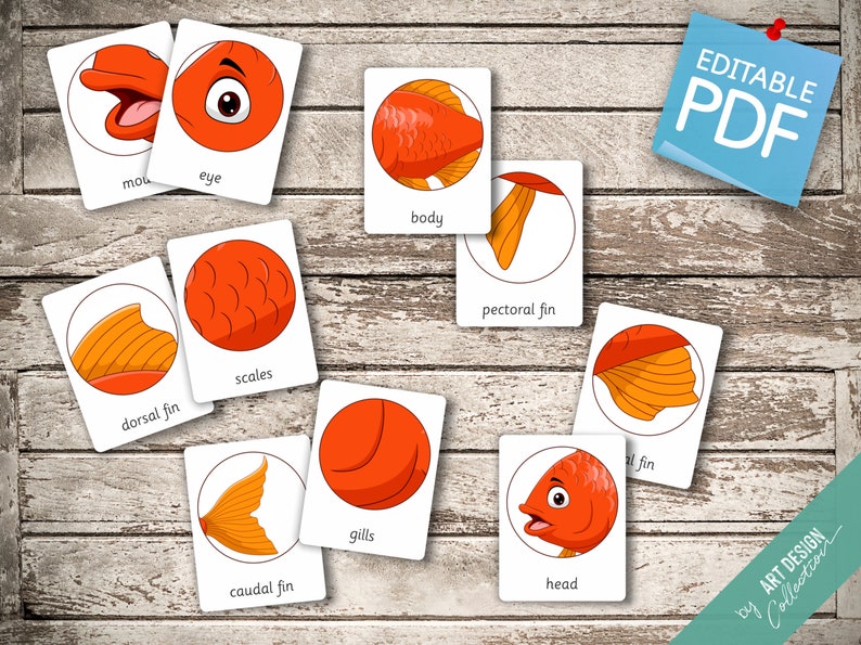 BODY PART of FISH 11 Montessori Cards Flash Cards - Etsy