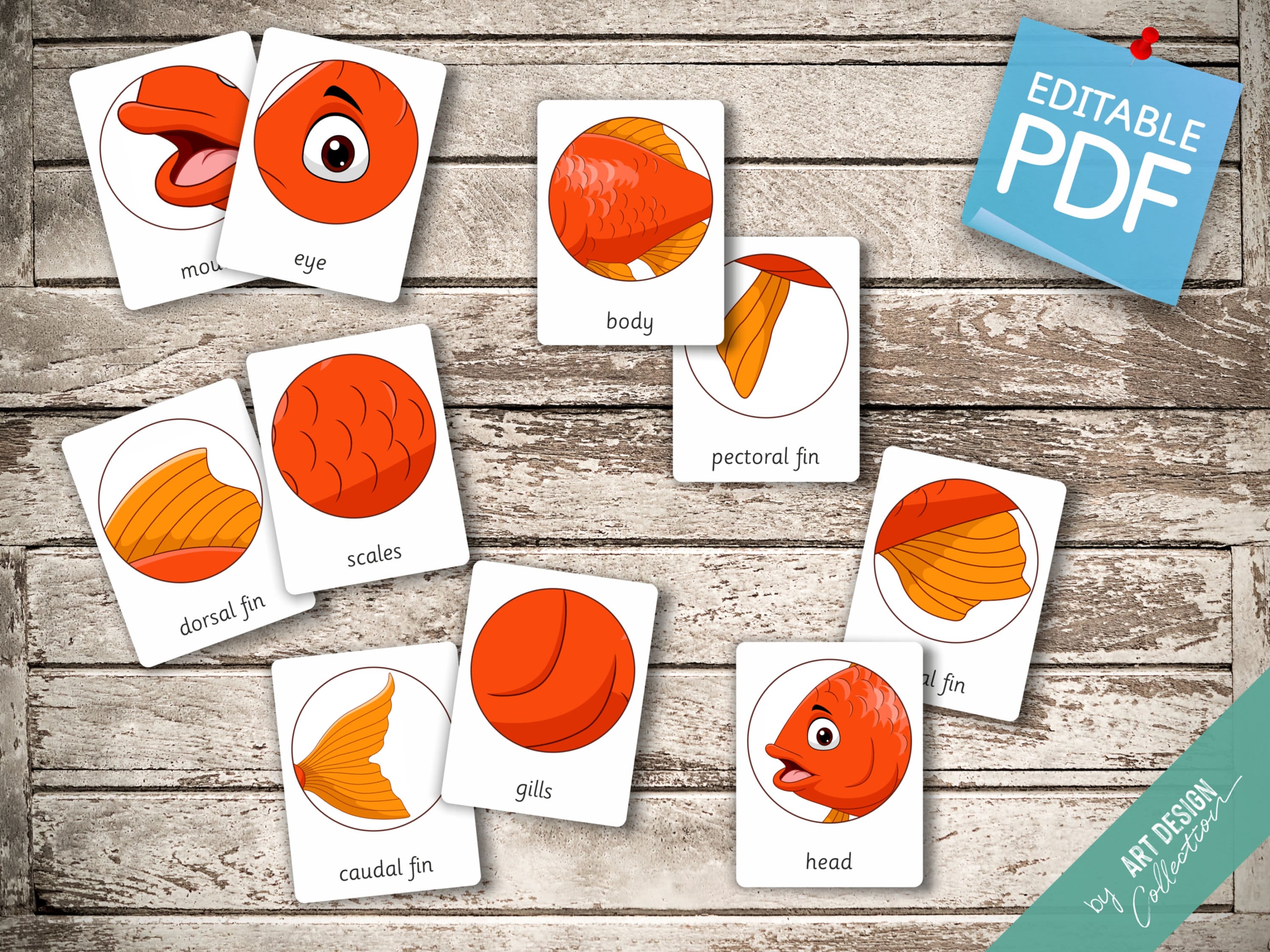 BODY PART of FISH • 11 Montessori Cards • Flash Cards Nomenclature ...