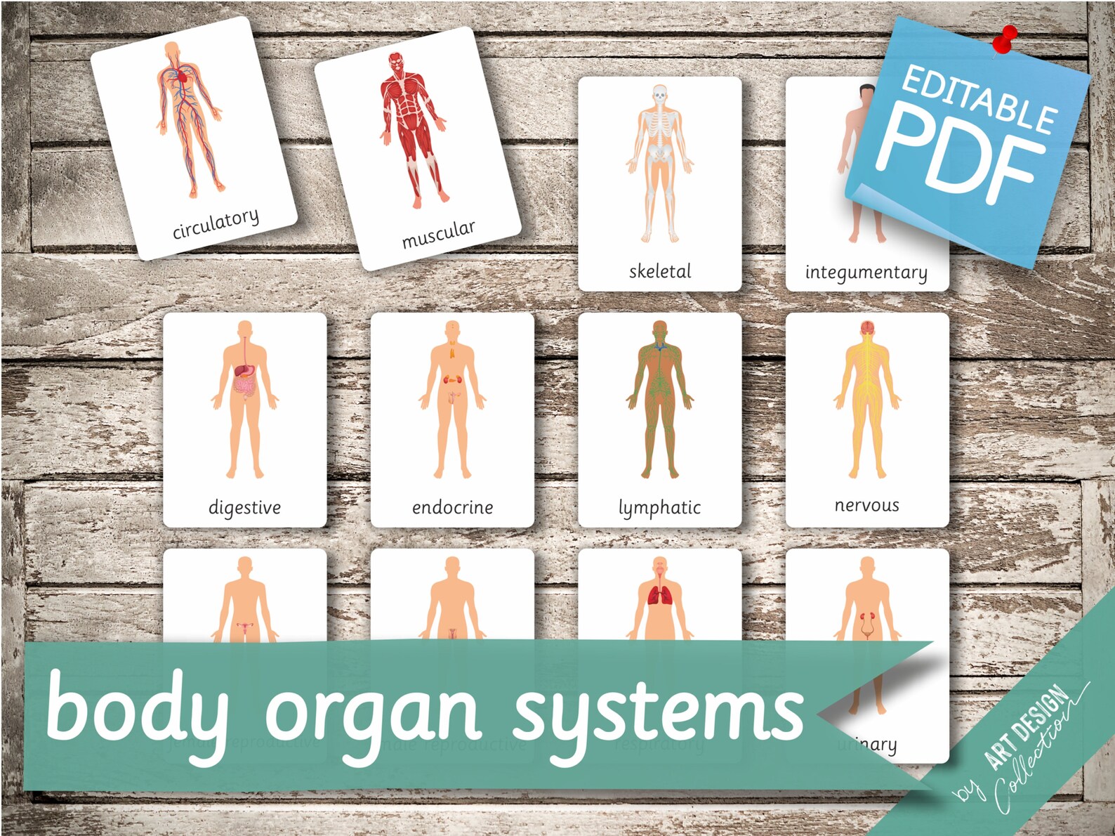 Human Body Organ System 14 Montessori Cards Flash Cards - Etsy