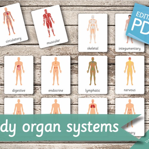 Human Body Organ System 14 Montessori Cards Flash Cards - Etsy