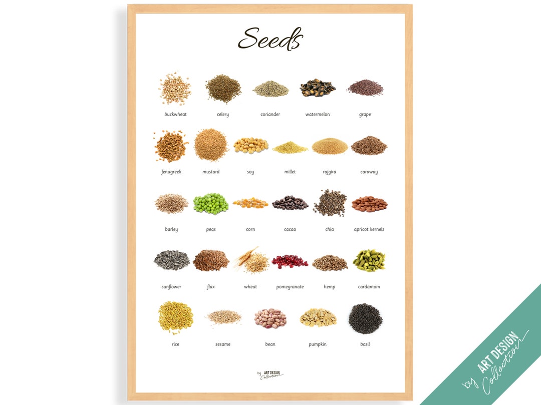 SEEDS POSTER Montessori Poster Montessori Educational Homeschooling ...