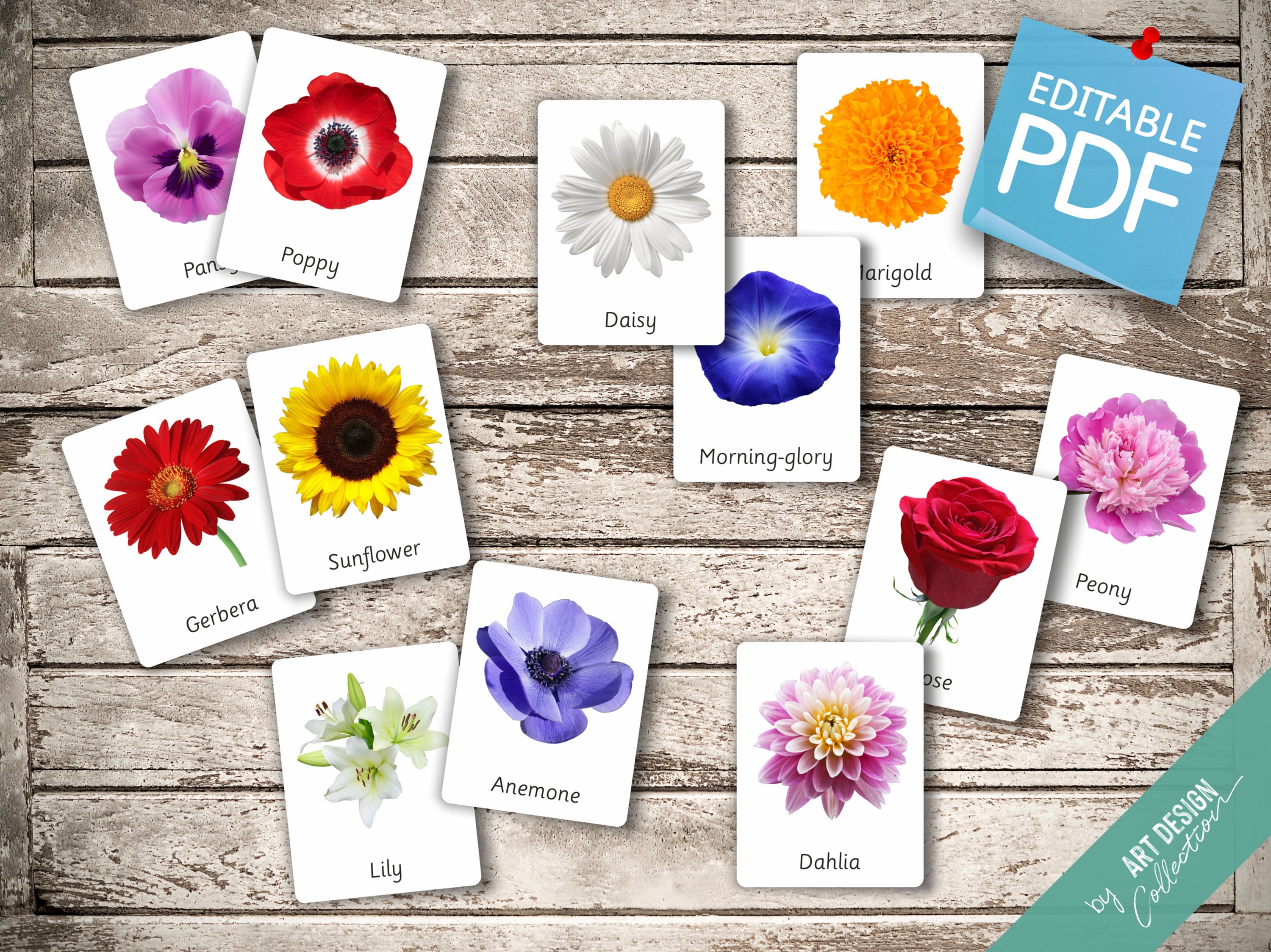 FLOWERS real Pictures 48 Editable Montessori Cards Flash - Etsy
