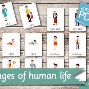 STAGES of HUMAN LIFE 22 Montessori Cards Flash Cards Nomenclature ...