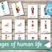 STAGES of HUMAN LIFE 22 Montessori Cards Flash Cards - Etsy