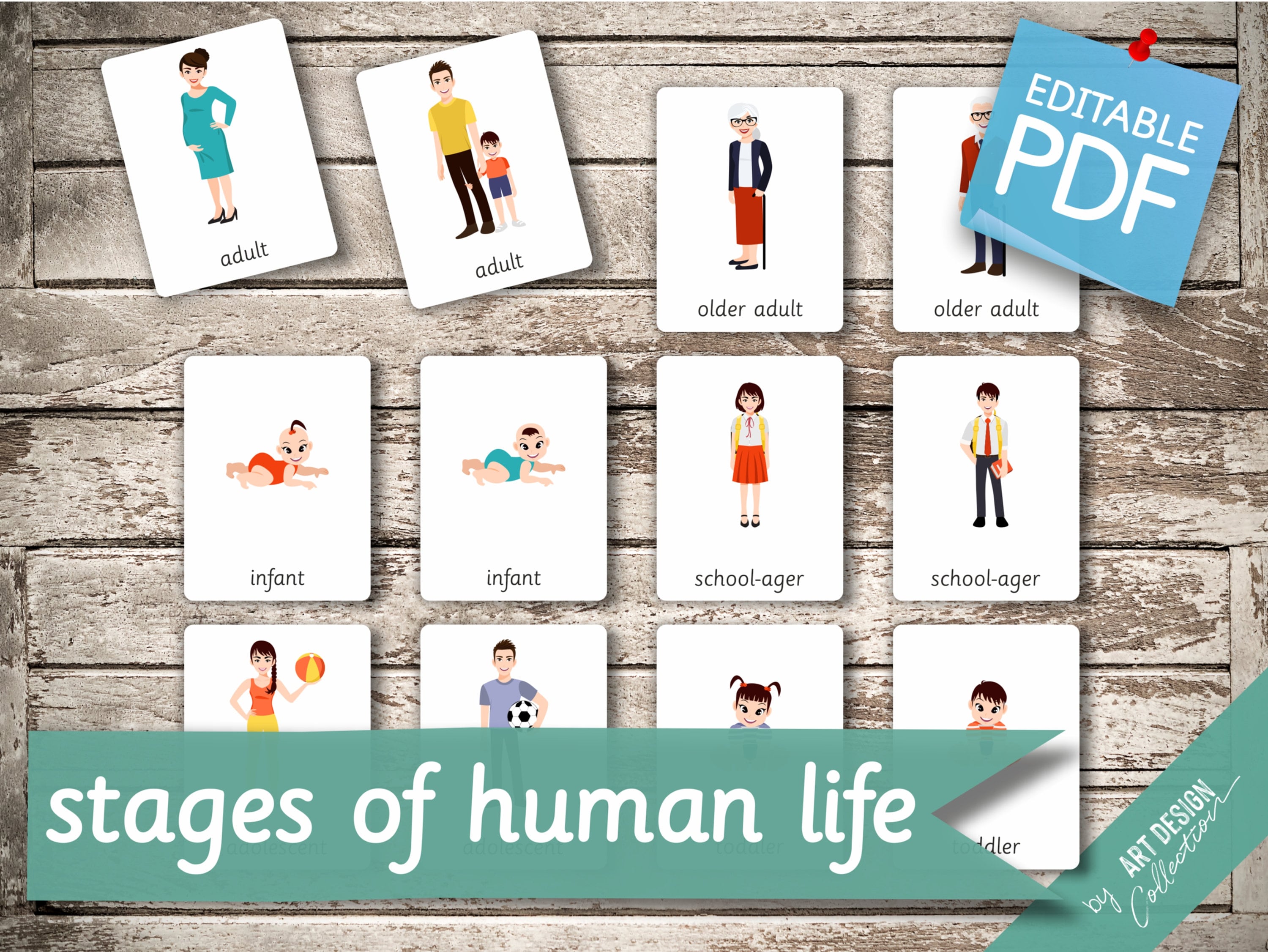 STAGES of HUMAN LIFE 22 Montessori Cards Flash Cards - Etsy UK