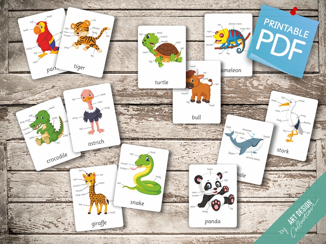 ANIMAL BODY PARTS part 2 104 Editable Montessori Cards | Etsy