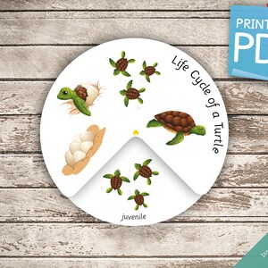 LIFE CYCLE of a TURTLE Wheel • Montessori Busy Book Activity ...