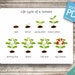 LIFE CYCLE of a TOMATO 9 Editable Montessori Cards Flash Cards ...